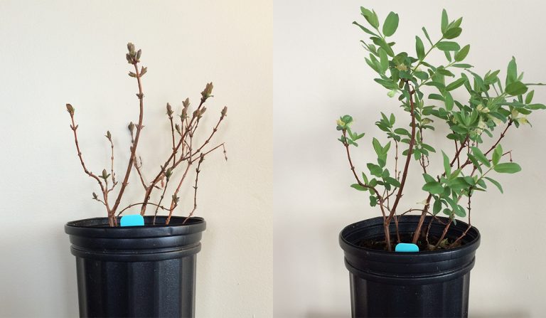 Why Grow Haskap - Phytocultures